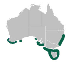 Tyrion the Penguin Manly SEA LIFE Sanctuary - Australia's Cutest ...