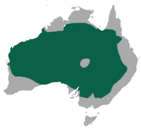 Theodore the Kangaroo, Australia Zoo, QLD - Australia's Cutest Animals ...