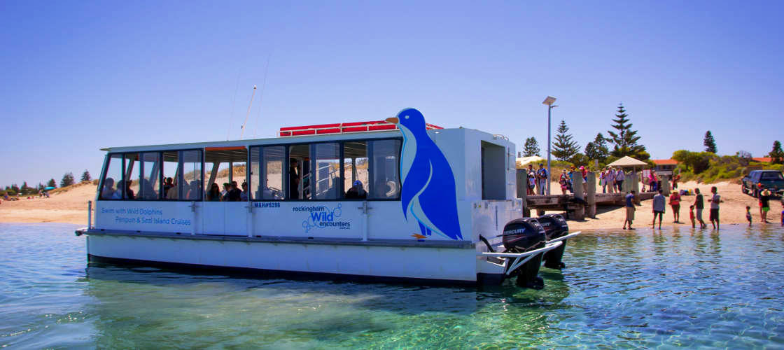 Penguin Island Wildlife Cruse | Experience Oz