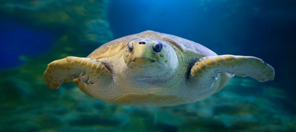 Aquarium of Western Australia Tickets Perth | Experience Oz