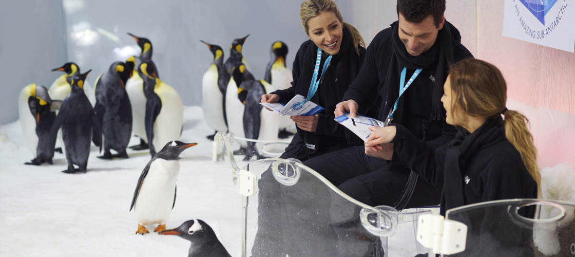 SEA LIFE Melbourne Penguin Encounter - Buy Now | Experience Oz + NZ