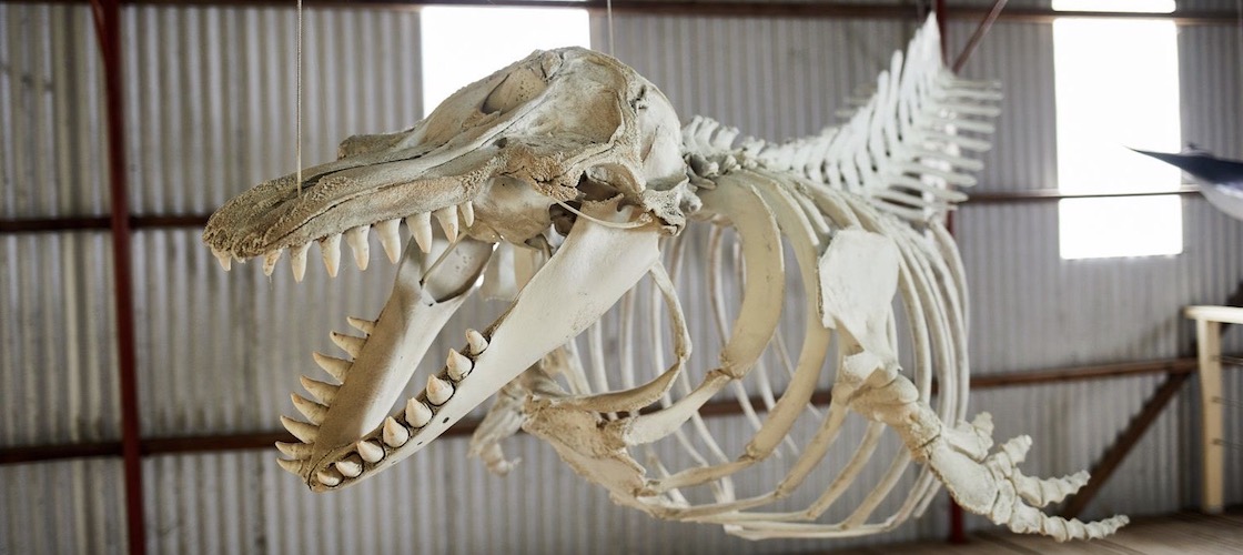Albany's Whaling History Tour - Book Now | Experience Oz