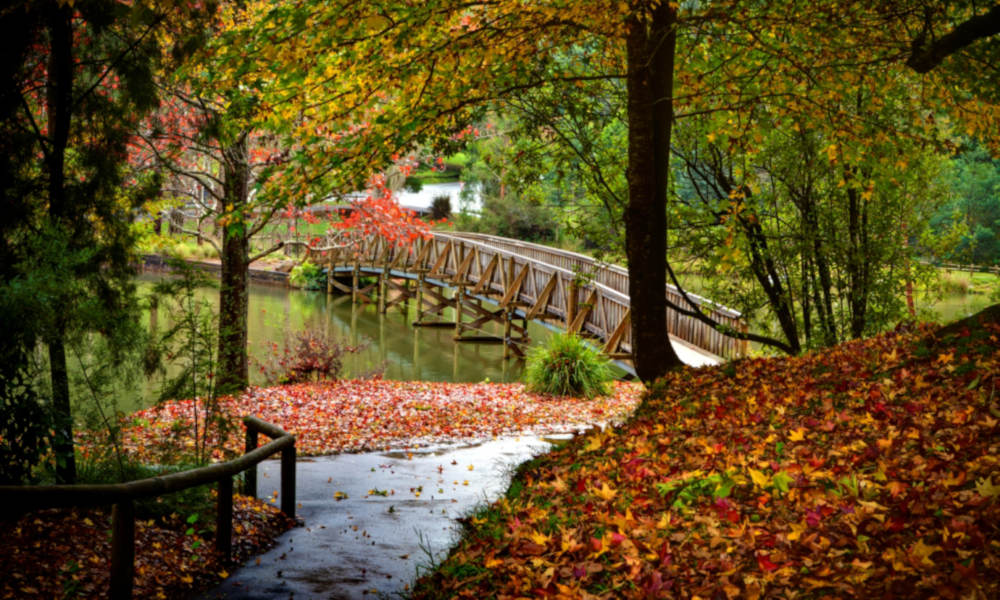 Puffing Billy Scenic Railway From Belgrave - Book Now | Experience Oz