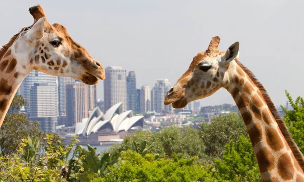 Taronga Zoo and Ferry Pass Combo Deals | Experience Oz