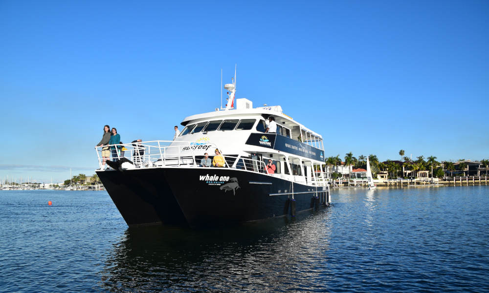 Sunshine Coast Whale Watching Tour Morning | Experience Oz