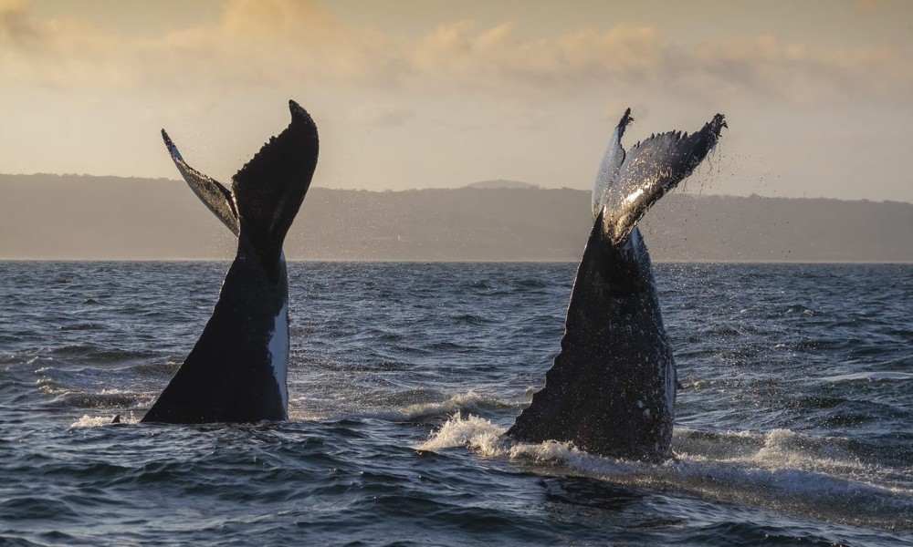 2 Hour Merimbula Whale Watching Tour - Book Now | Experience Oz
