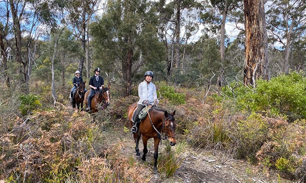 Bush Rangers Track Horse Ride - 2 Hours | Experience Oz