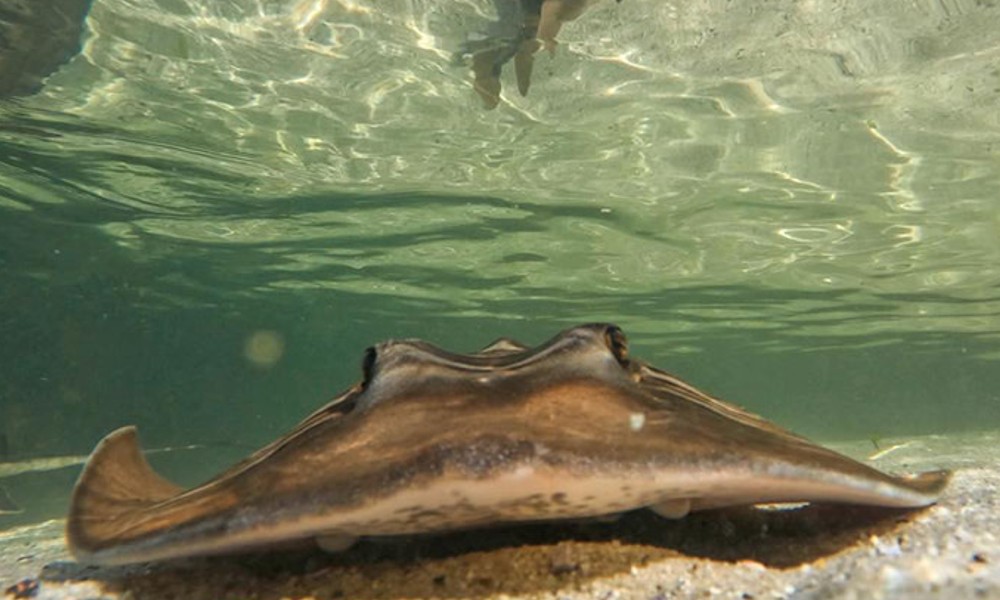 Stingray Cuddles and Shallow Water Experience | Experience Oz