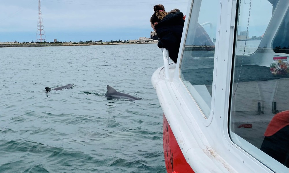 Port Adelaide Dolphin Cruise - Book Now | Experience Oz