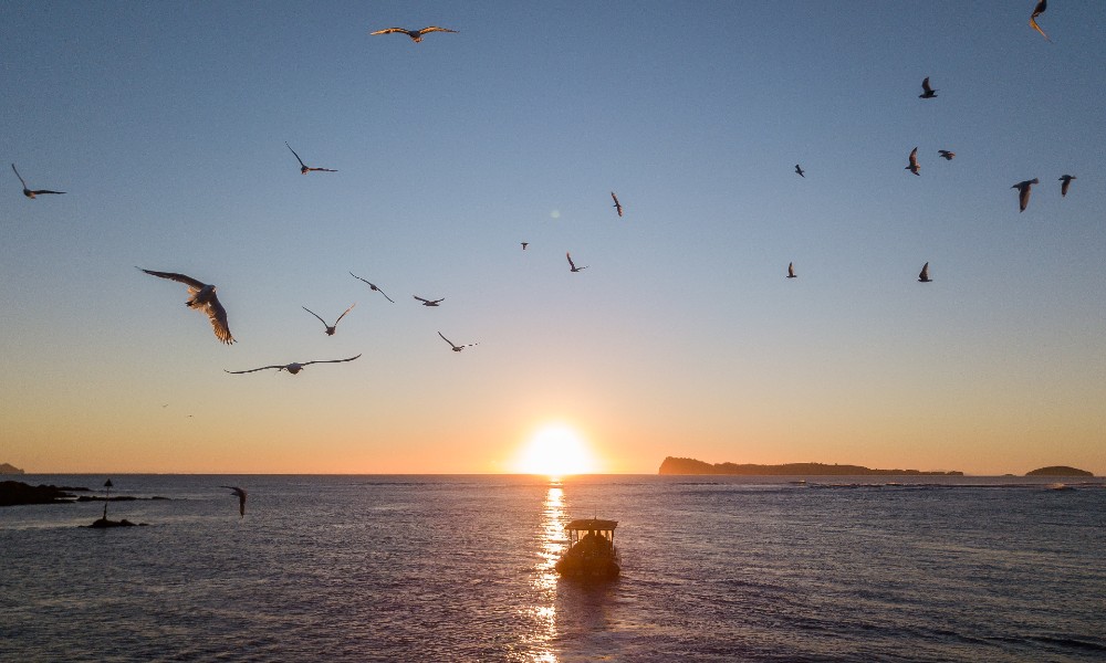 Coromandel Coastal and Island Classic Boat Tour | Experience Oz