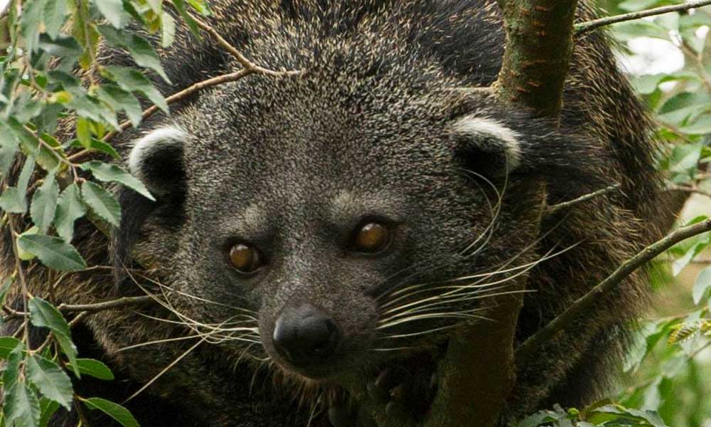 Binturong Encounter at Mogo Wildlife Park | Experience Oz