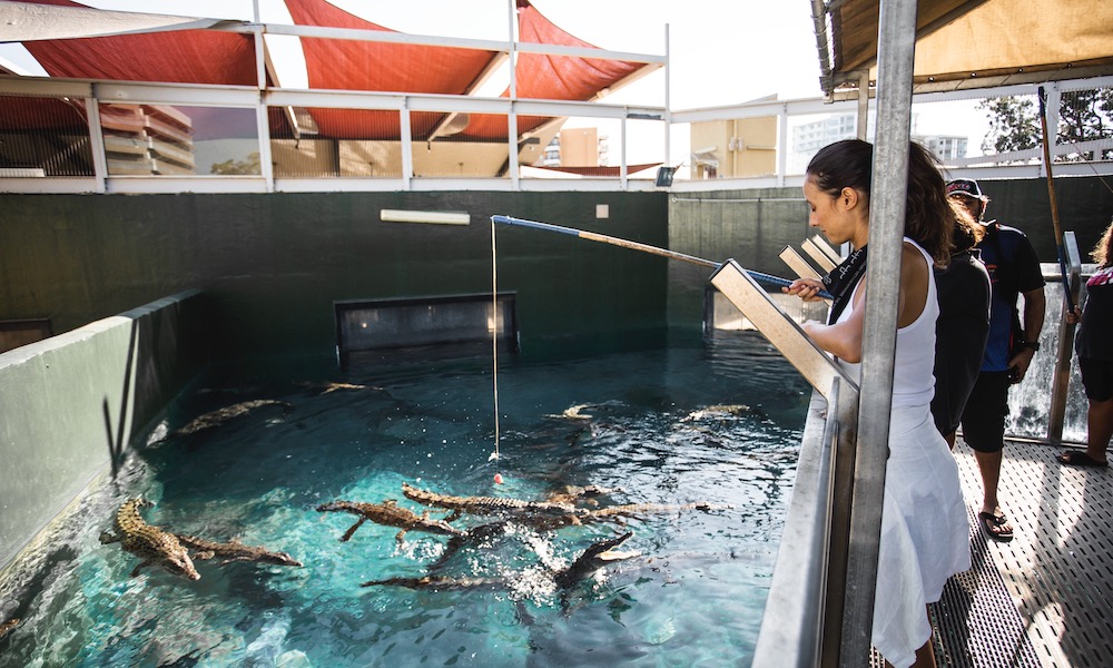 Crocosaurus Cove Darwin Tickets - Buy Now | Experience Oz