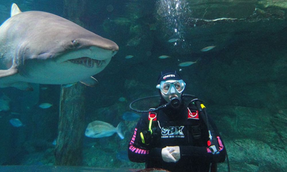 swimming with great white sharks in australia