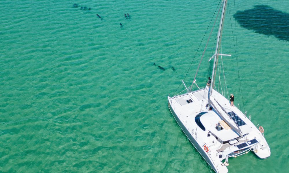 Dolphin Swim and Cruise, 5 Hours - Coffin Bay | Adrenaline