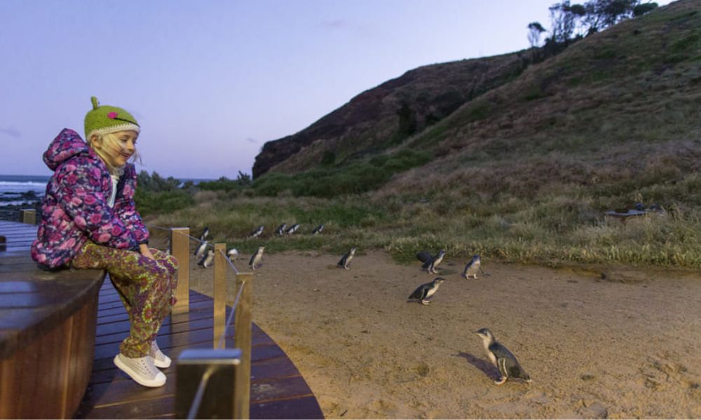 Phillip Island Penguin & Koala Encounter Day Tour | Experience Oz