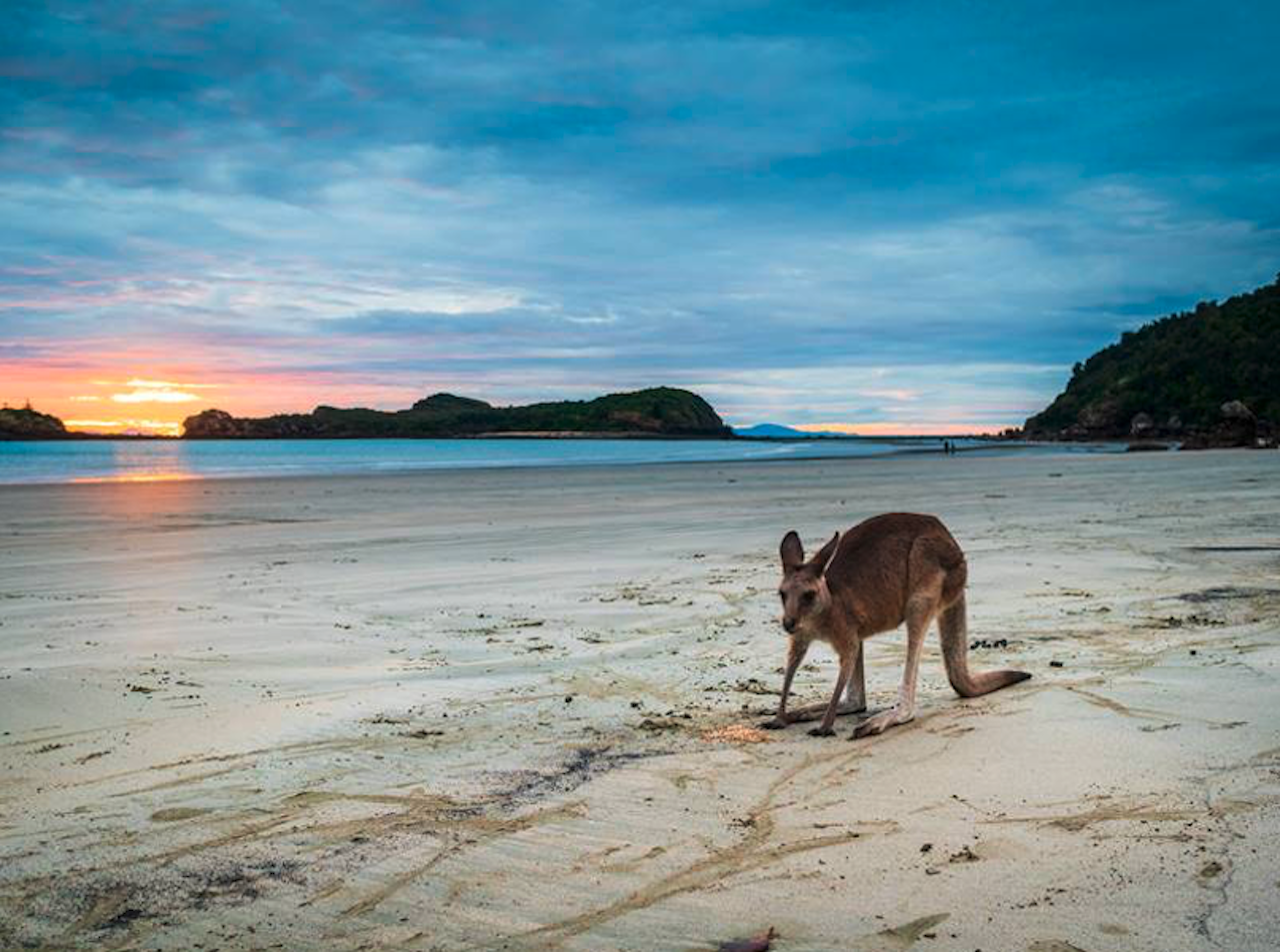 Cape Hillsborough Sunrise & Kangaroo Tour | Experience Oz