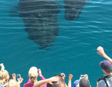 Things to do Hervey Bay - Tours & Activities | Experience Oz