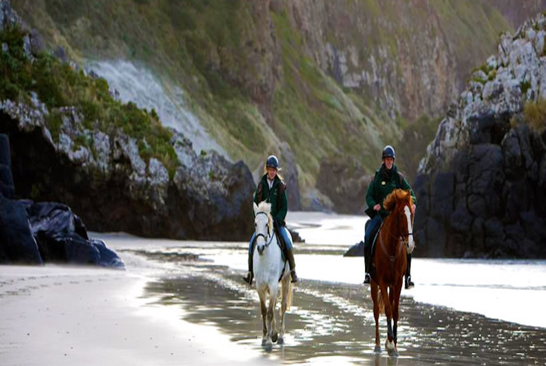 Top Things to do in Dunedin 2023 - Book Online | Experience Oz