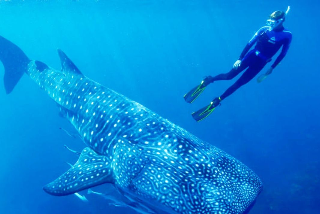 Top Things to do in Exmouth 2023 | Experience Oz