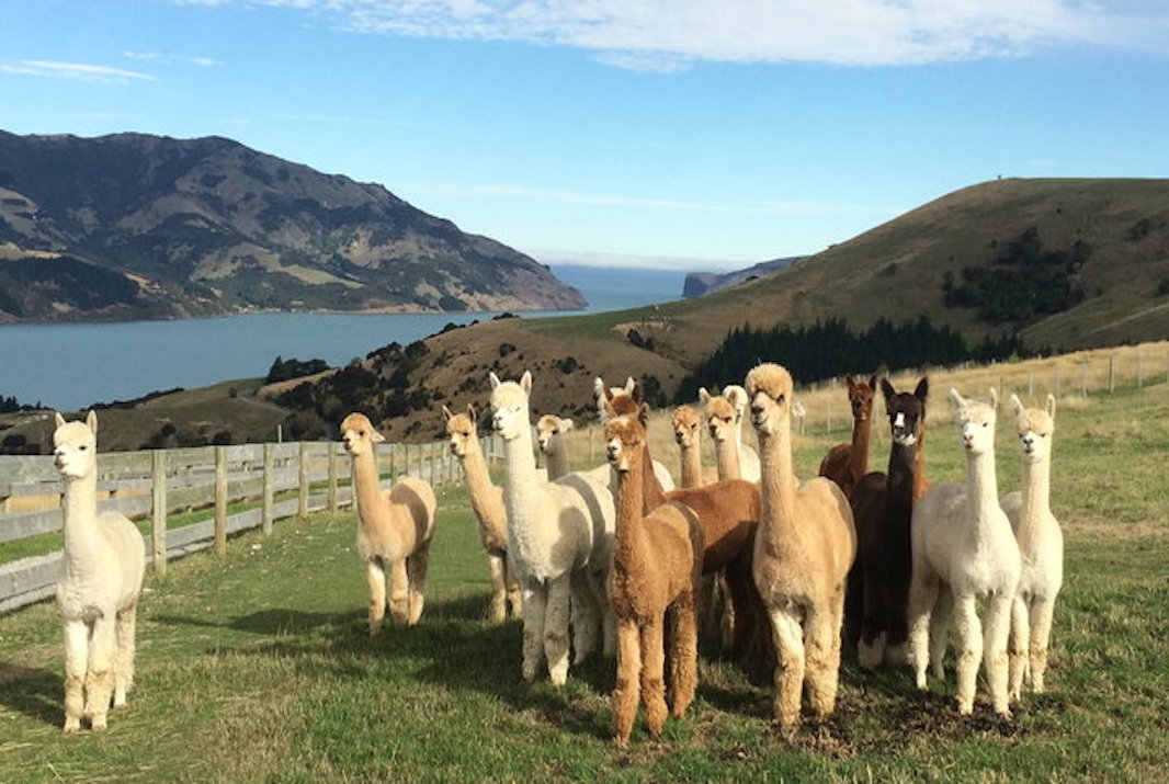 Top Things to do in Akaroa 2023 - Book Online | Experience Oz