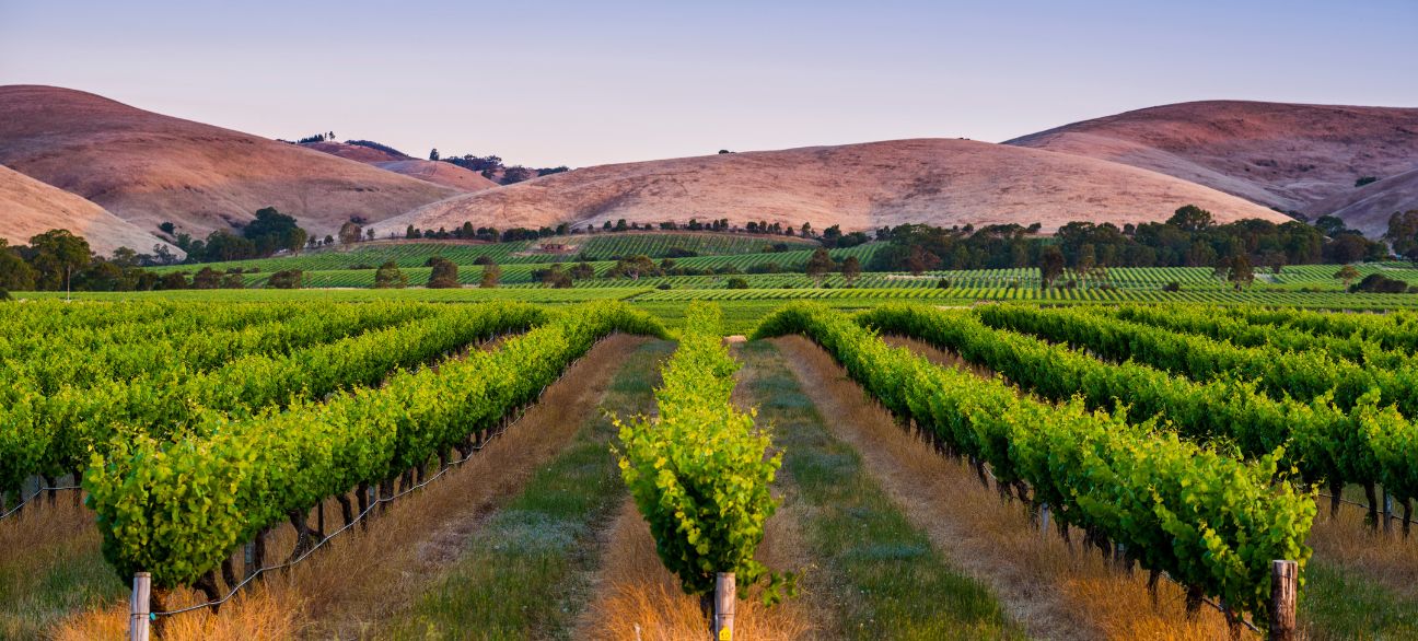 Things to do in the Barossa Valley | Adrenaline