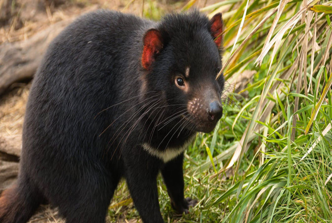 Top Things to do in Port Arthur 2019 - Book Online | Experience Oz