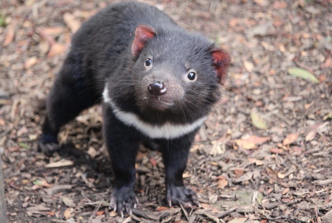 Top Things to do in Cradle Coast Tasmania 2023 | Experience Oz