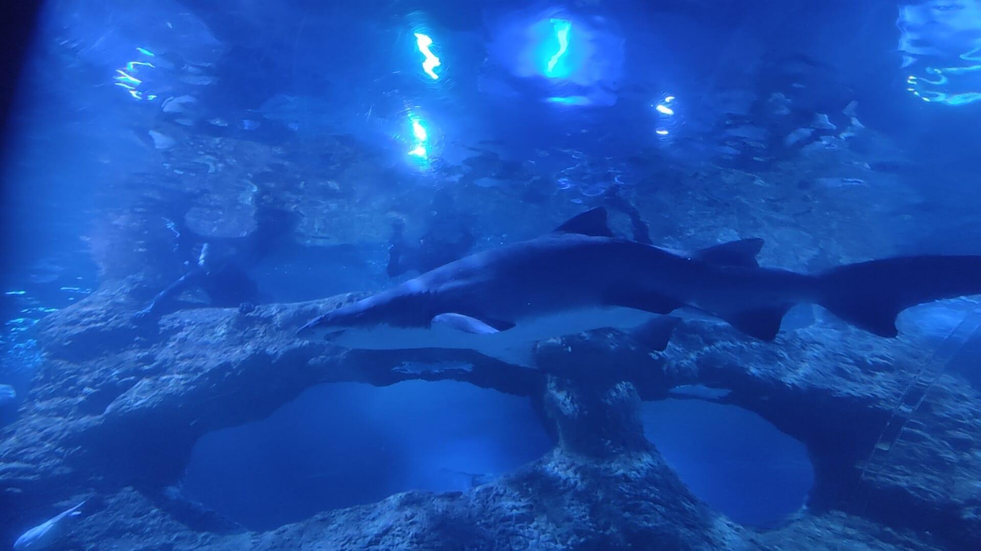 Snorkel with Sharks - Admission to AQWA included - Perth | Adrenaline