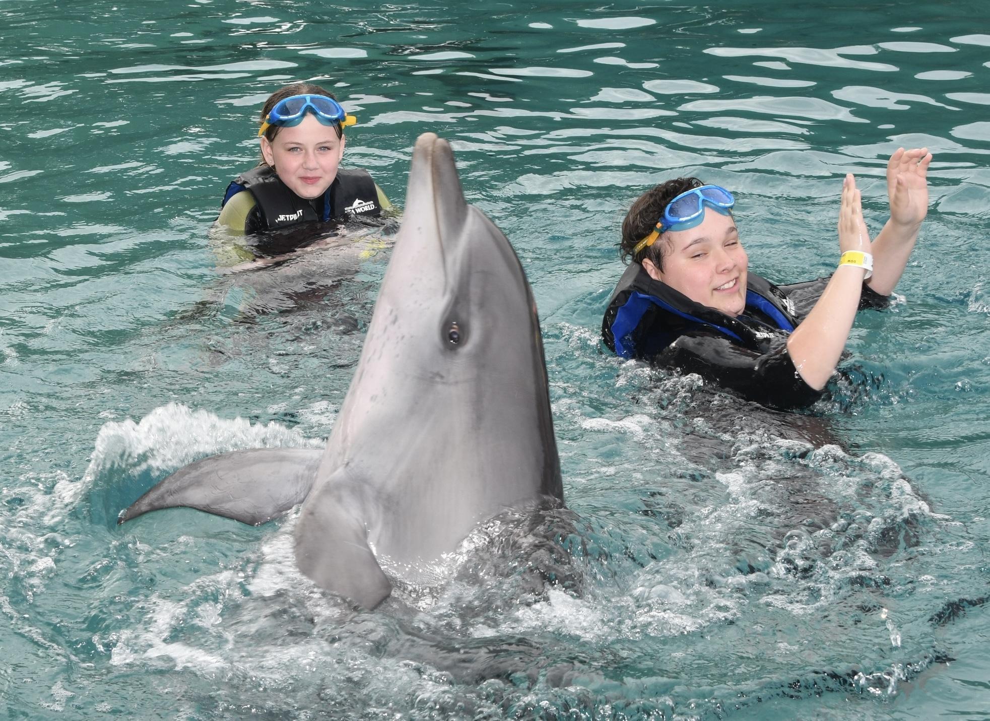 Dolphin Deep Water Adventure at Sea World - Book Now | Adrenaline